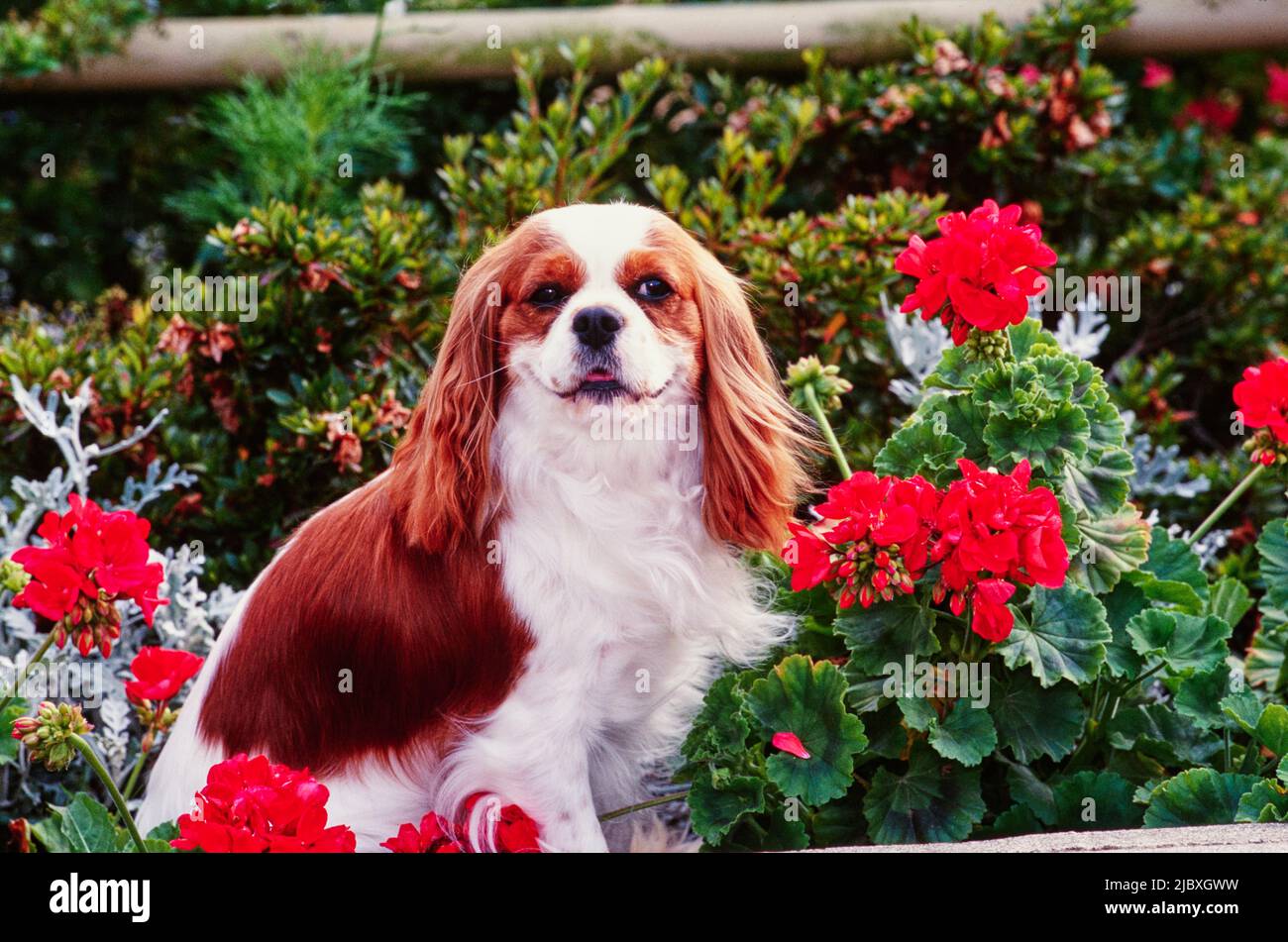 A Cavalier King Charles Spaniel sitting in a garden with red flowers ...