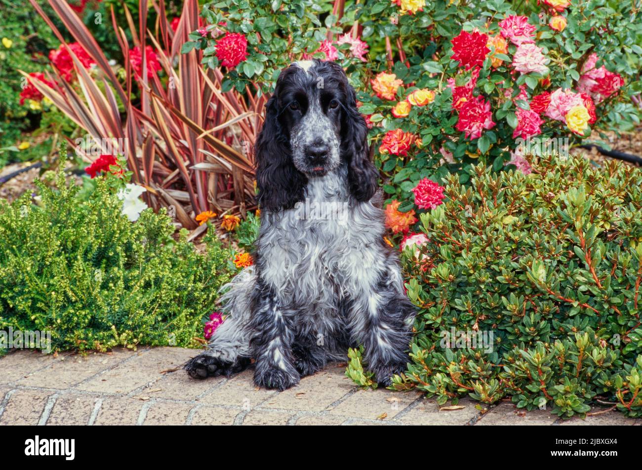 A blue roan English cocker spaniel sitting on a brick planter with red ...