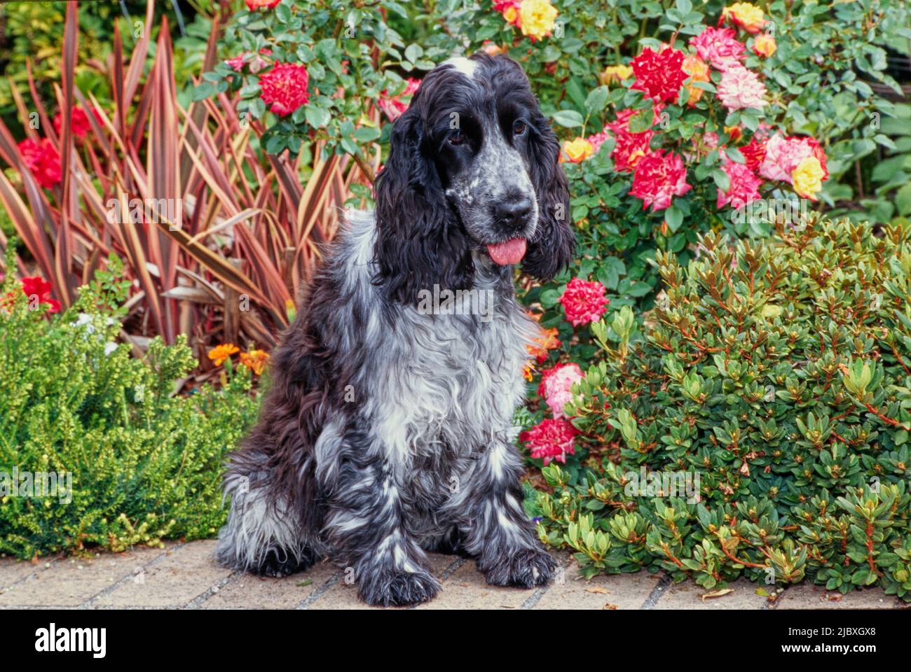 A blue roan English cocker spaniel sitting on a brick planter with red ...