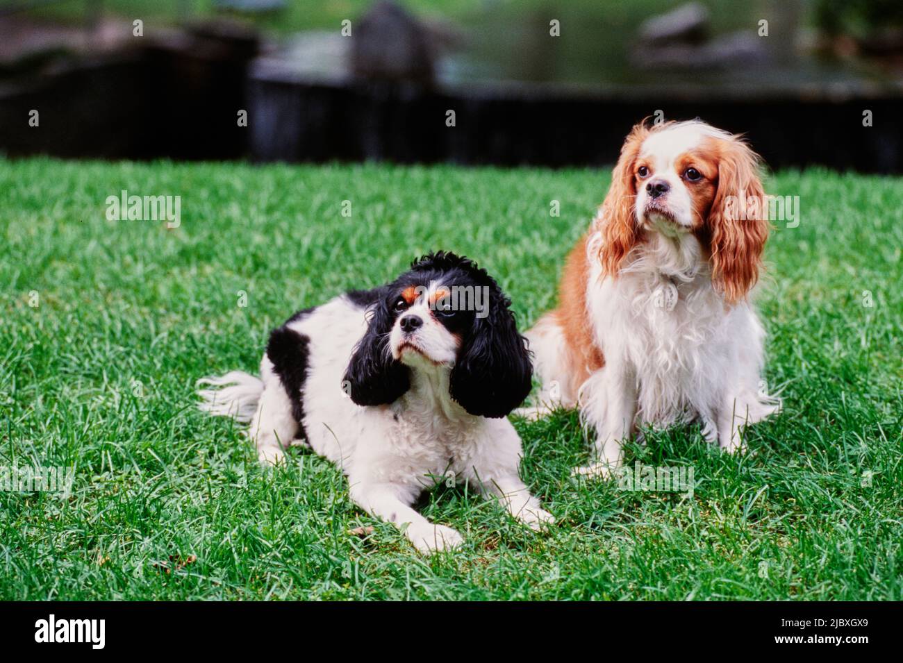 Two Cavalier King Charles Spaniels sitting in grass Stock Photo - Alamy