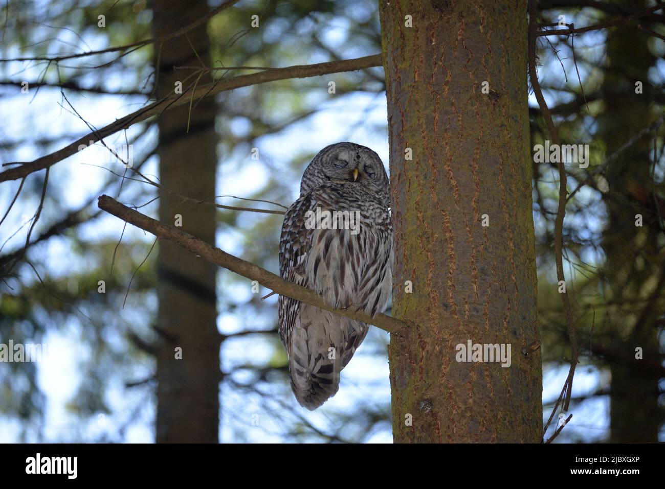 Sleepy owl hi-res stock photography and images - Alamy
