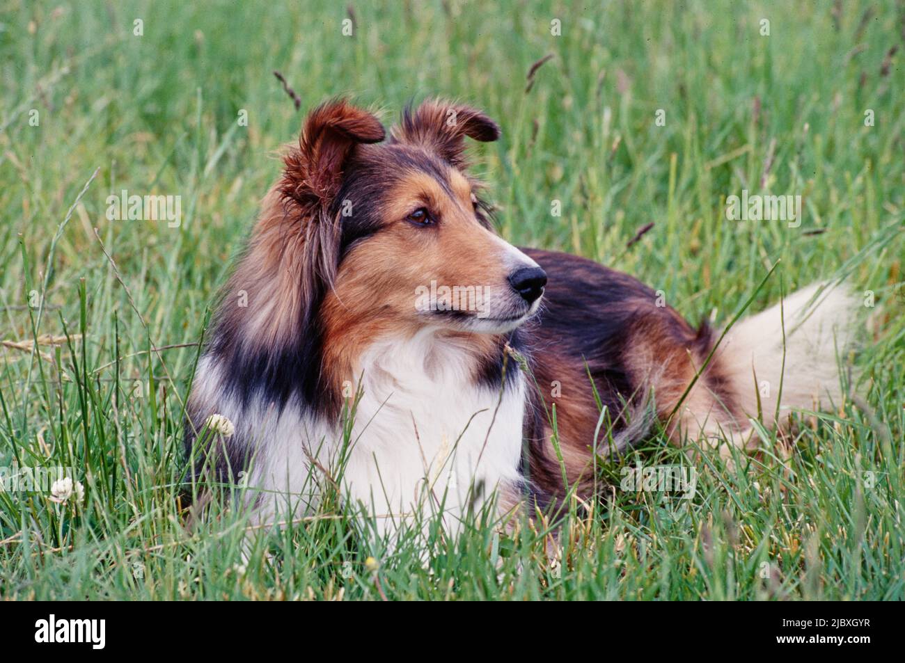 A sheltie dog laying in a grassy field Stock Photo - Alamy