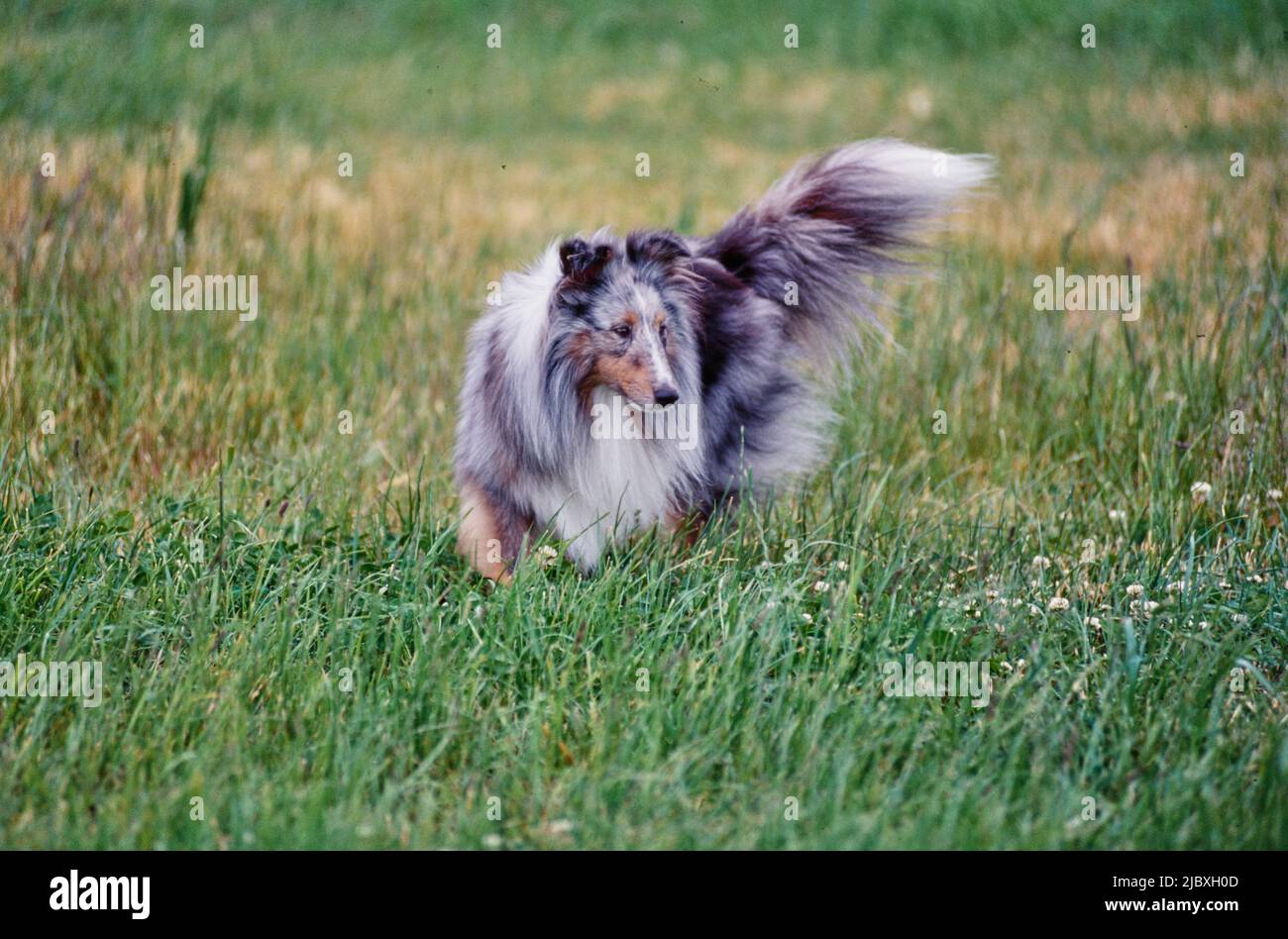 Shelties standing hi-res stock photography and images - Alamy