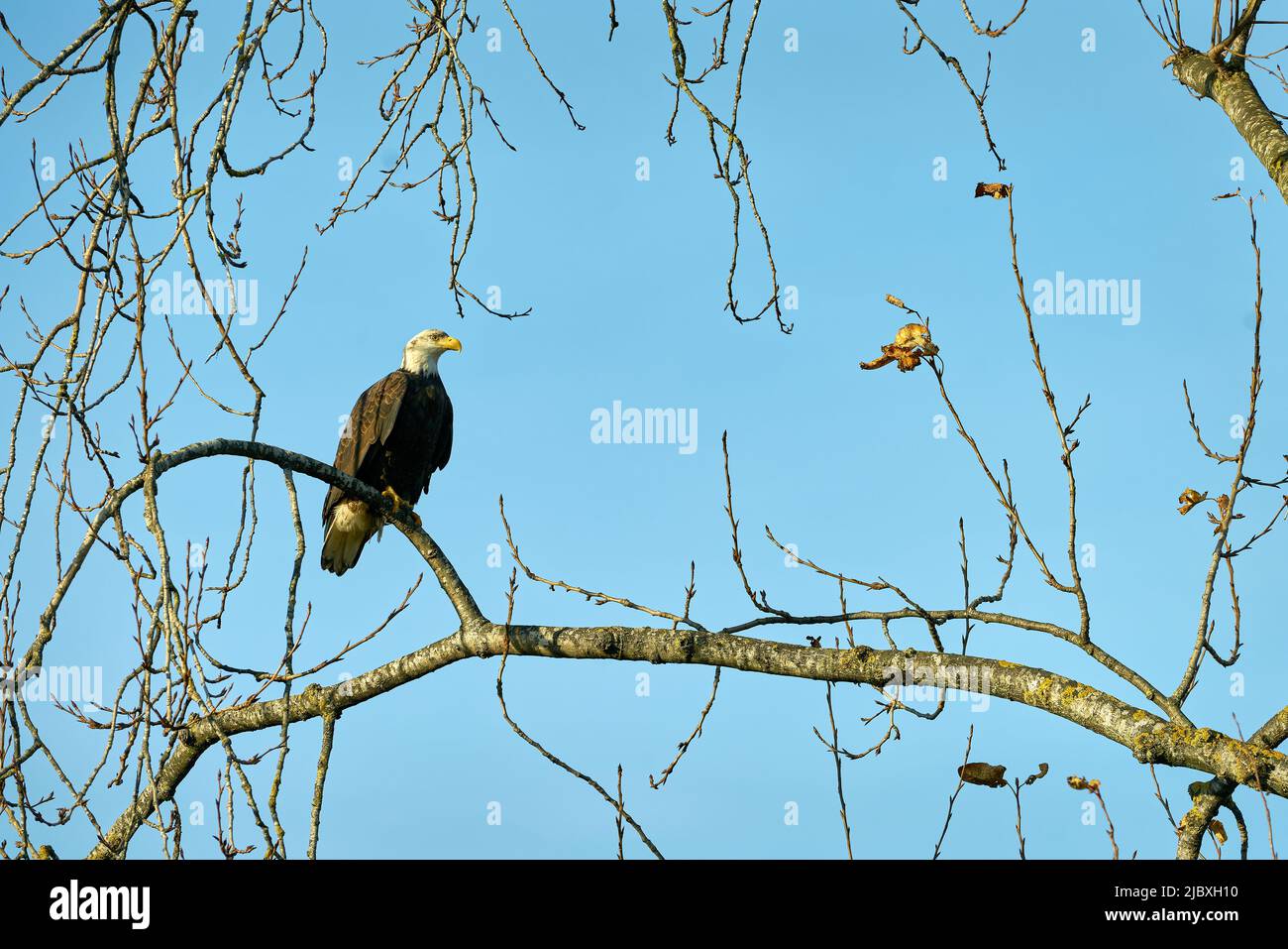 Perched Bald Eagle on a Tree Branch. A Bald Eagle perches on a tree ...