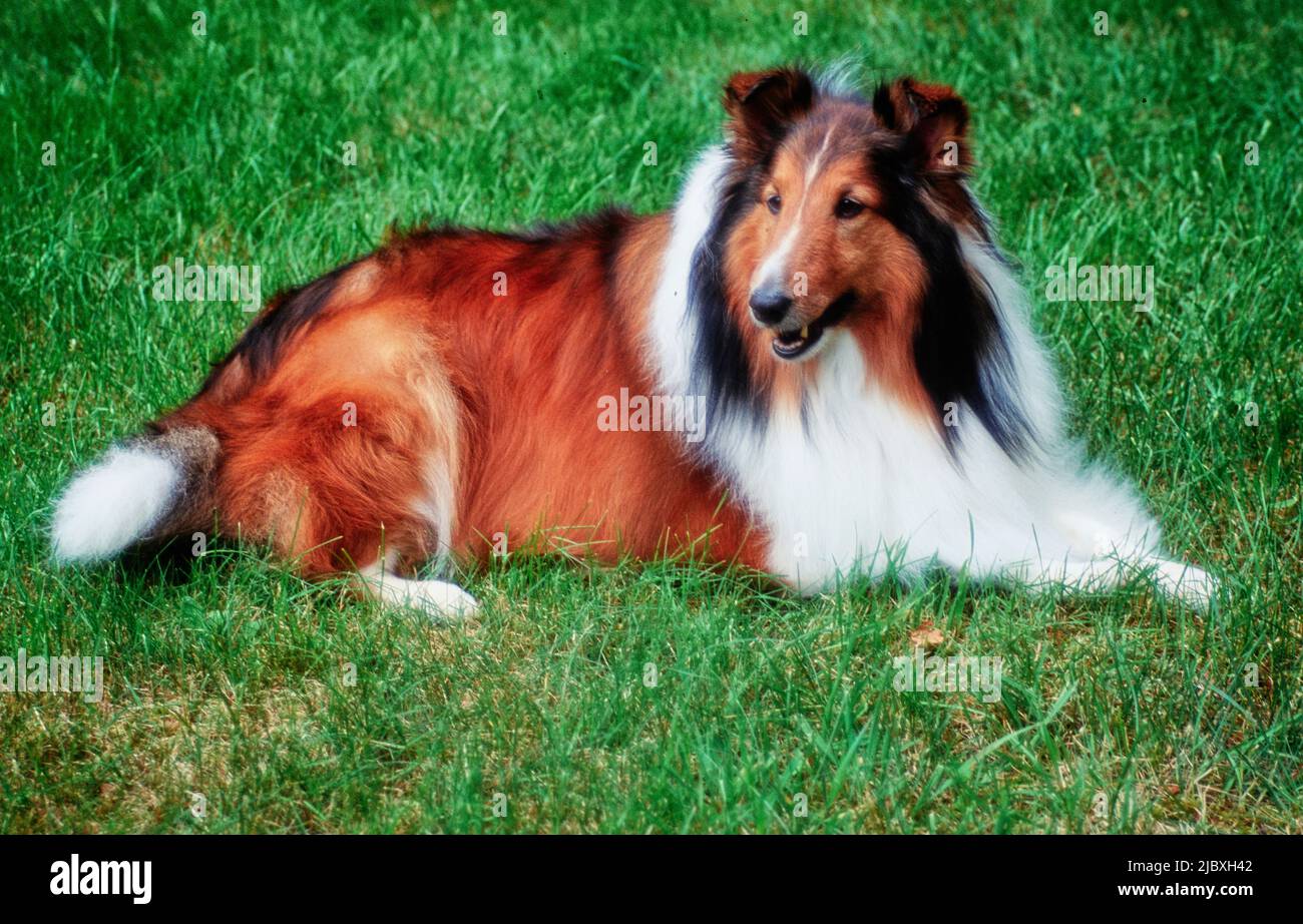 A sheltie dog laying in a grassy field Stock Photo - Alamy