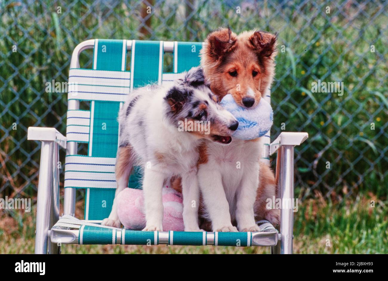 Dogs in chair hi-res stock photography and images - Alamy
