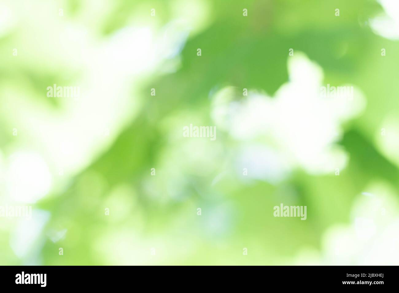 Abstract background. Background in blur out of focus. Texture in shades of green. Bokeh in the ...
