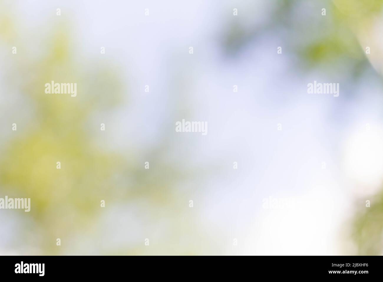 Abstract background. Background in blur out of focus. Texture in shades of green. Bokeh in the ...