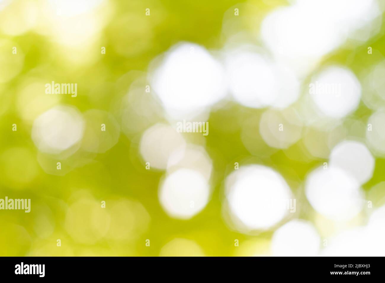 Abstract background. Background in blur out of focus. Texture in shades of green. Bokeh in the ...