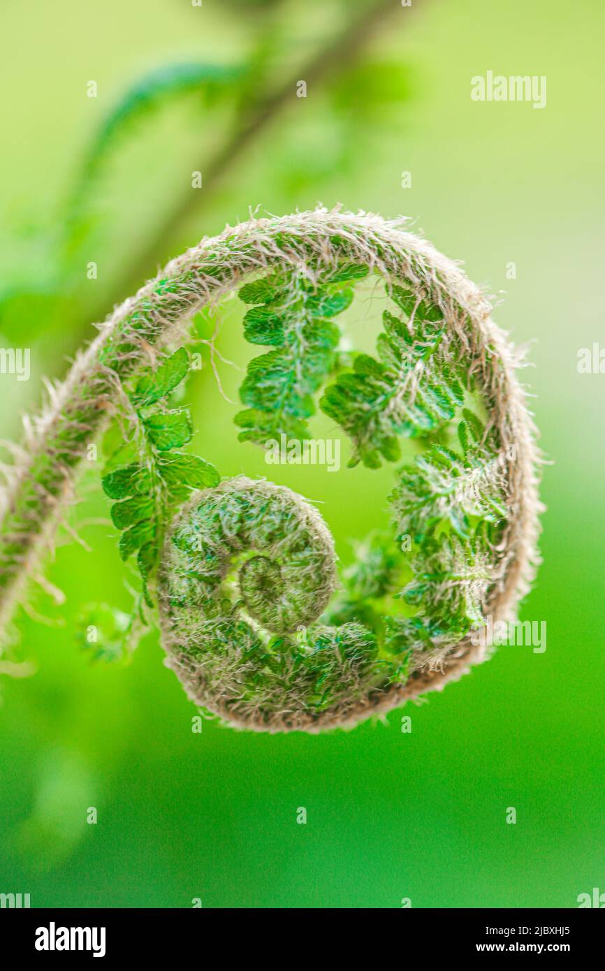 Fern sprout close-up on a blurred green background.Plant natural ...