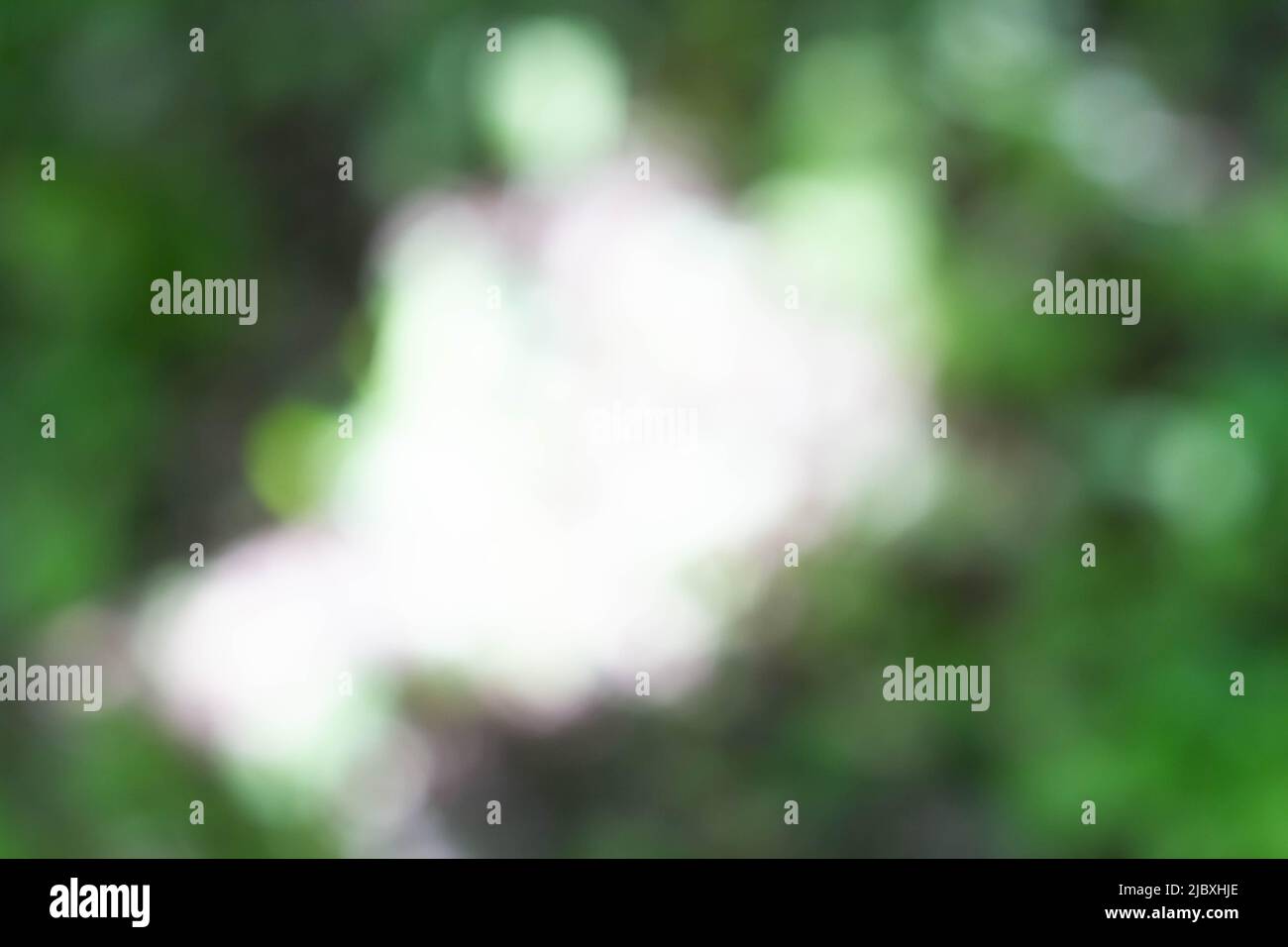 Abstract background. Background in blur out of focus. Texture in shades of green. Bokeh in the ...