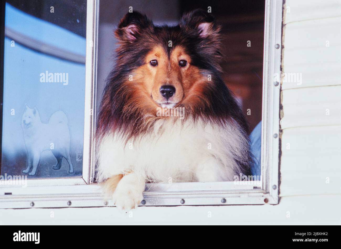 A sheltie dog looking through an open window with its paws on the sill ...