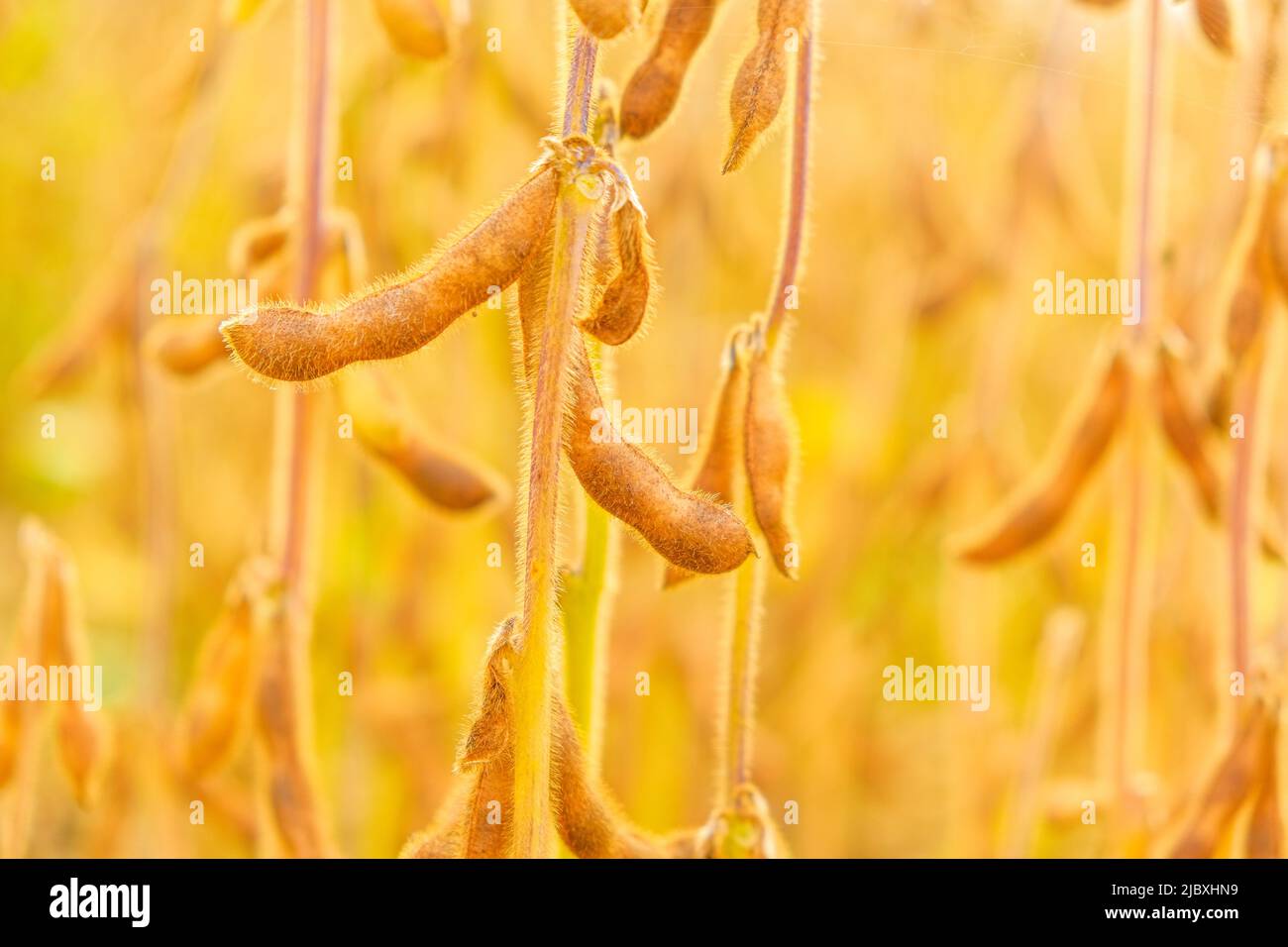 Soybean crop.Pods of ripe soybeans close-up.Agriculture and farming ...