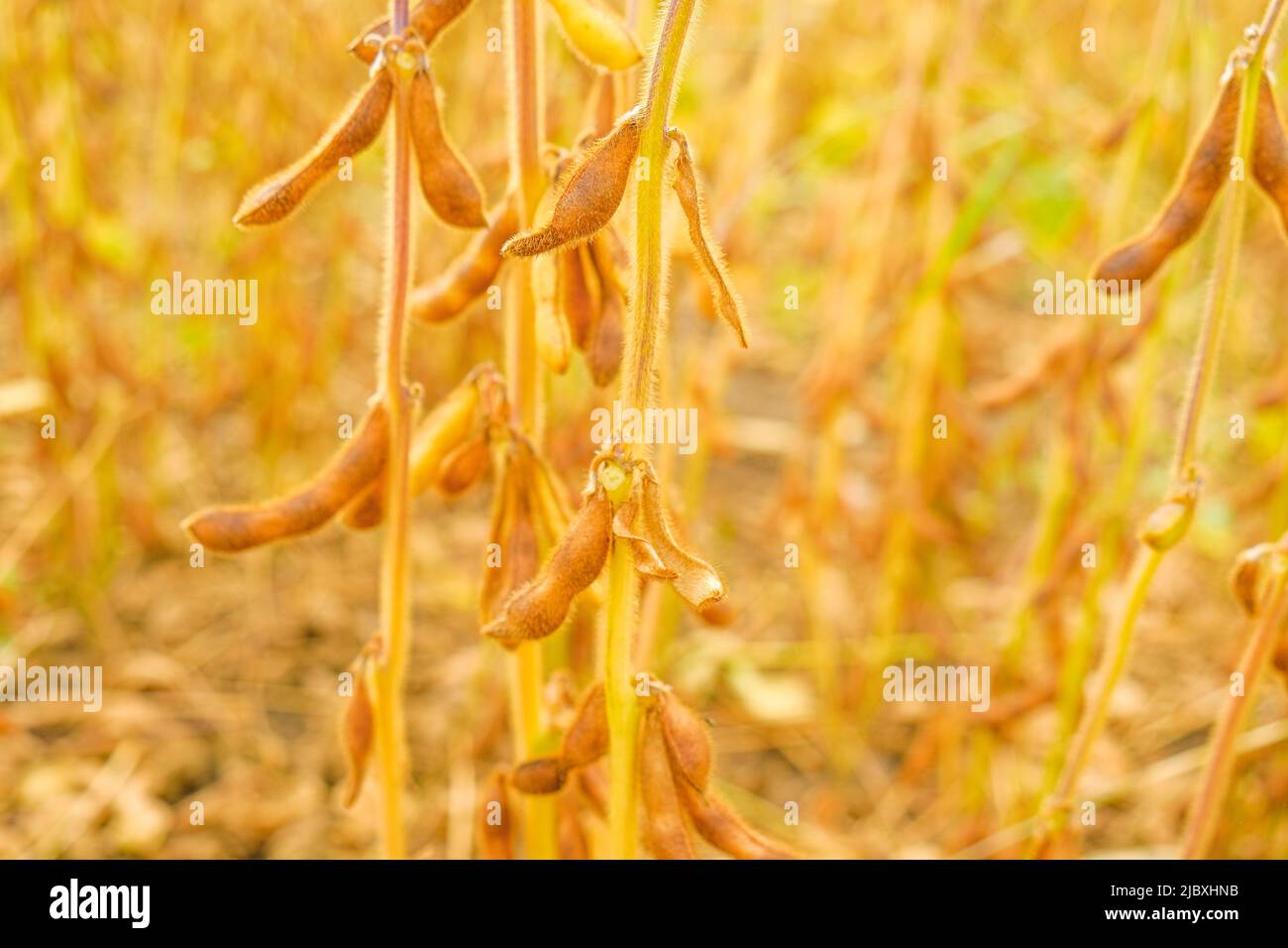 Soybean crop.Pods of ripe soybeans in the rays of the sun.Agriculture ...