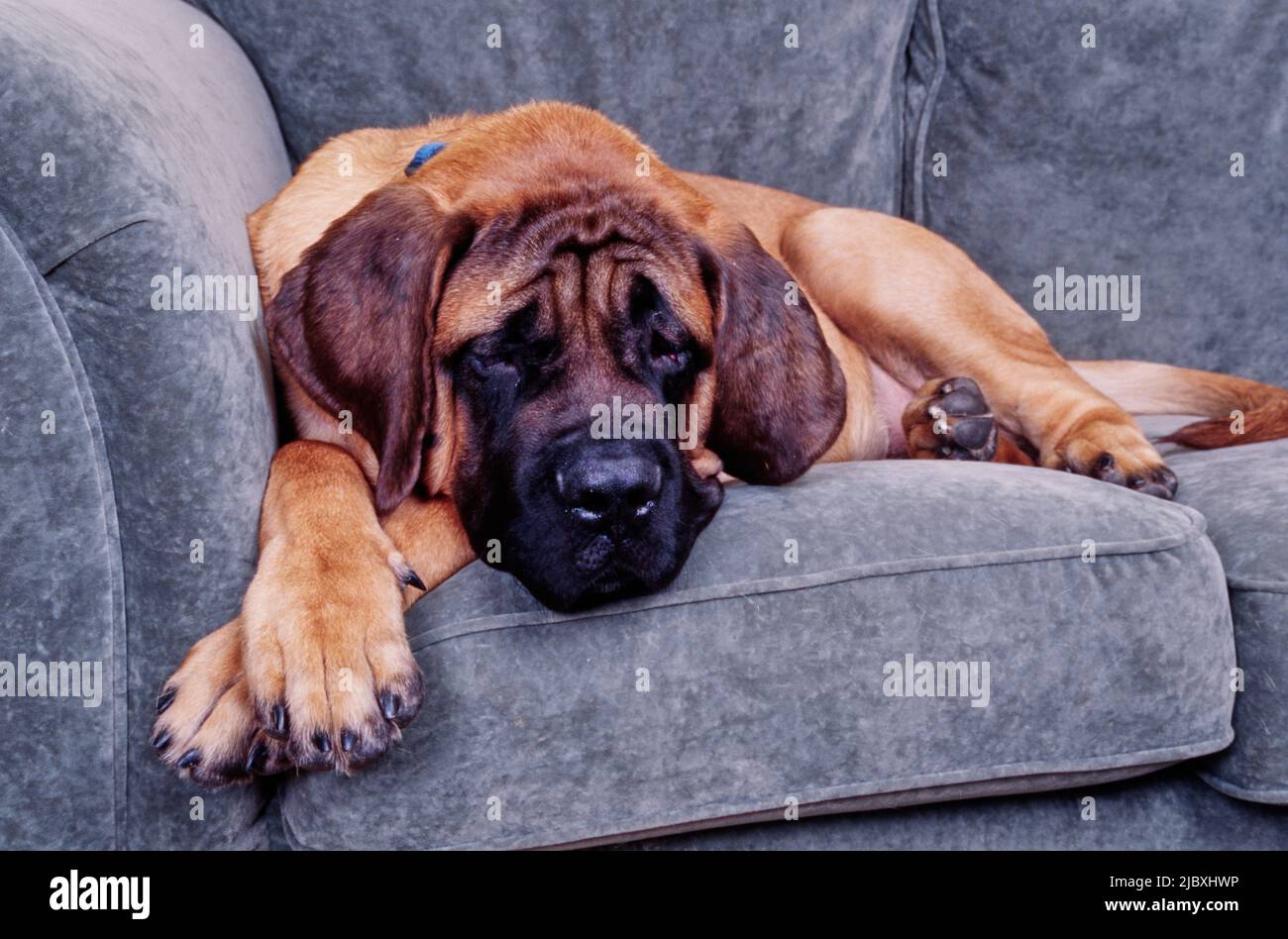 An English mastiff laying on a gray sofa Stock Photo - Alamy