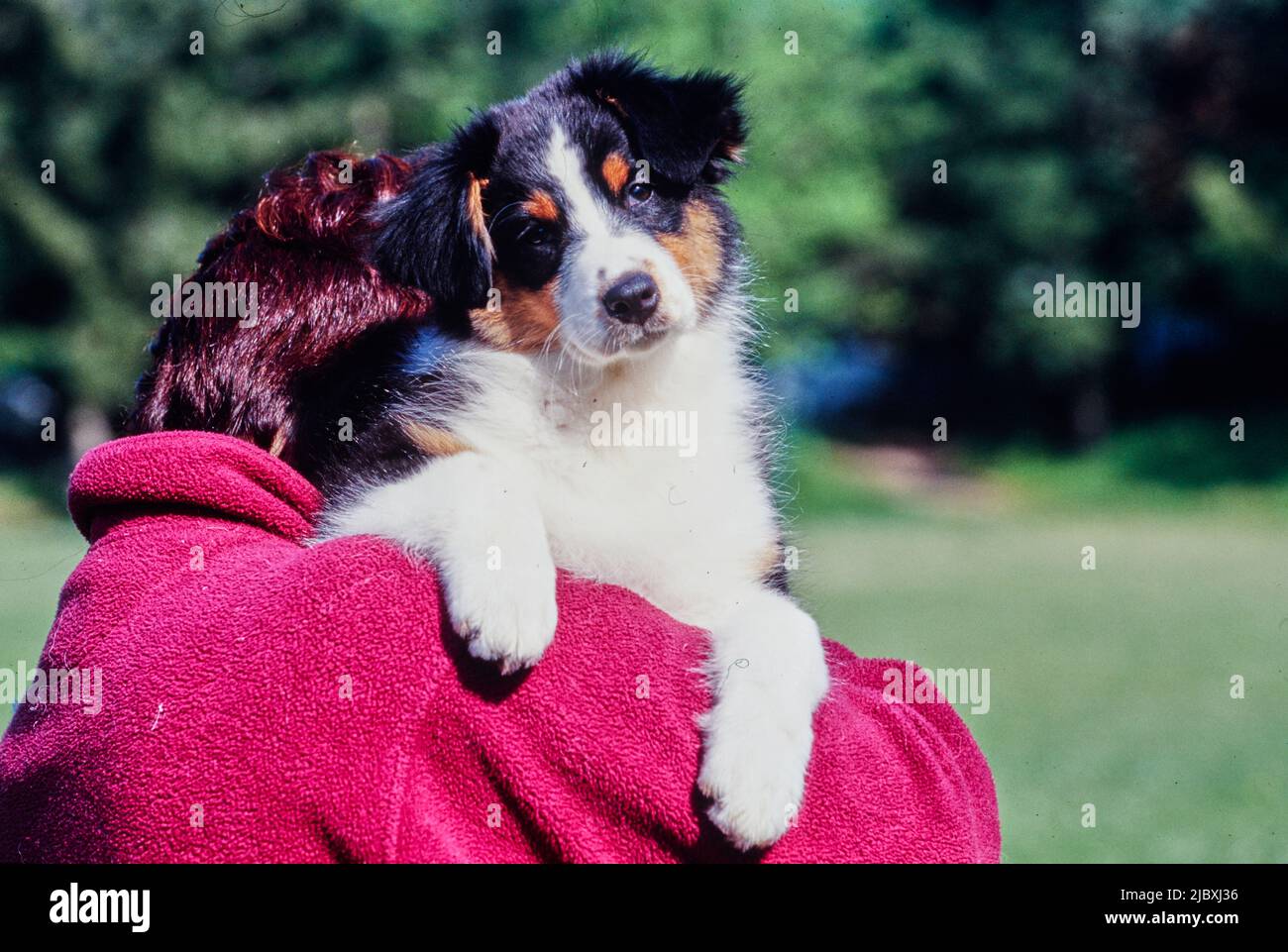 Paws on shoulder hi-res stock photography and images - Alamy