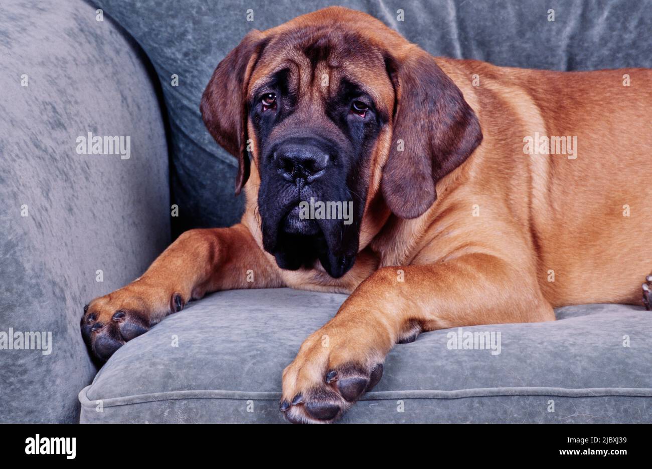 An English mastiff laying on a gray sofa Stock Photo - Alamy
