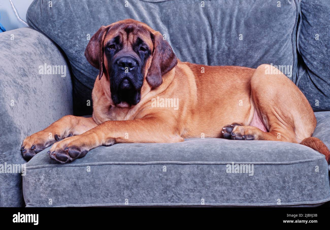 Gray English Mastiff