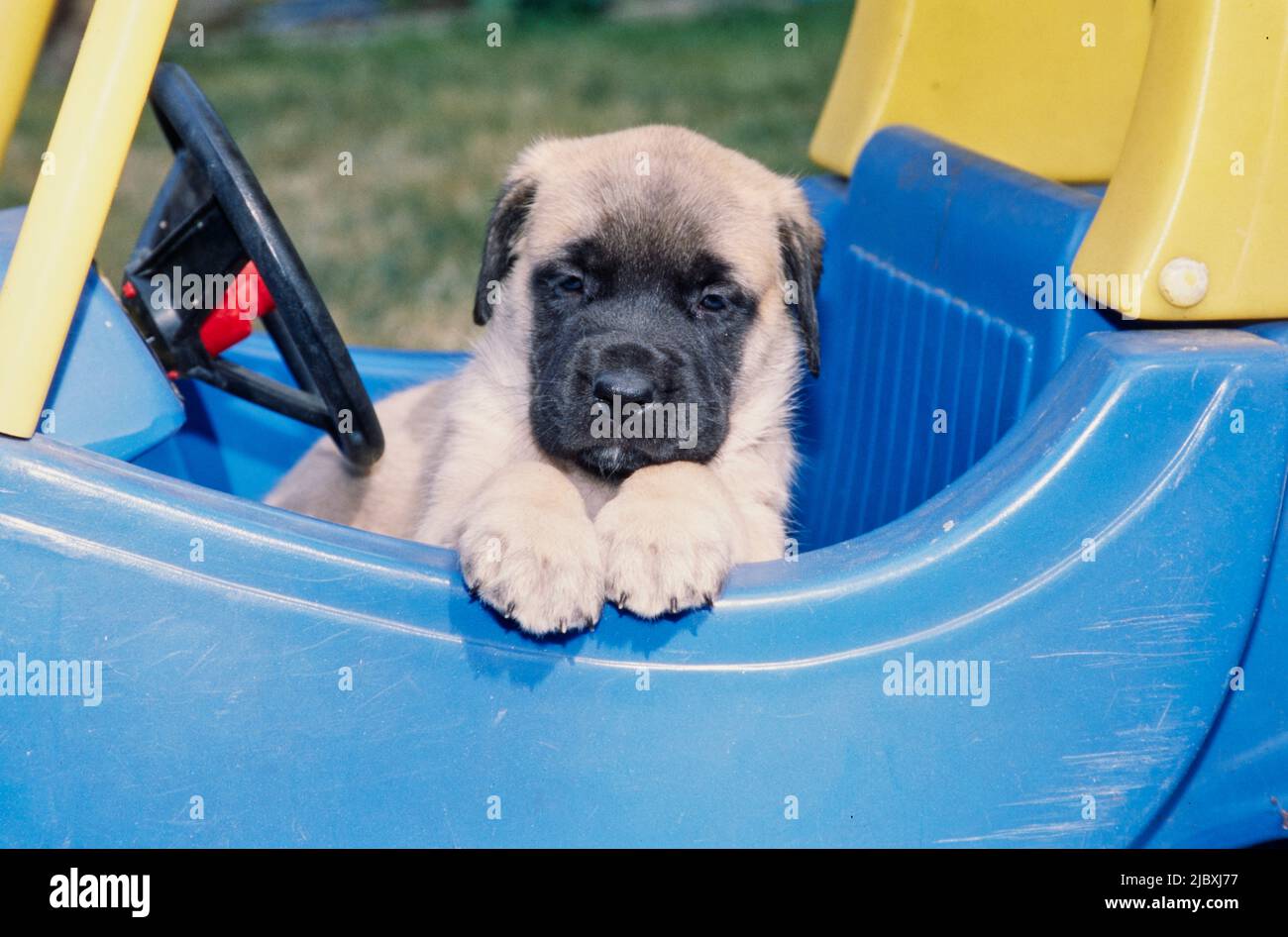 An English mastiff puppy dog in a toy car Stock Photo - Alamy