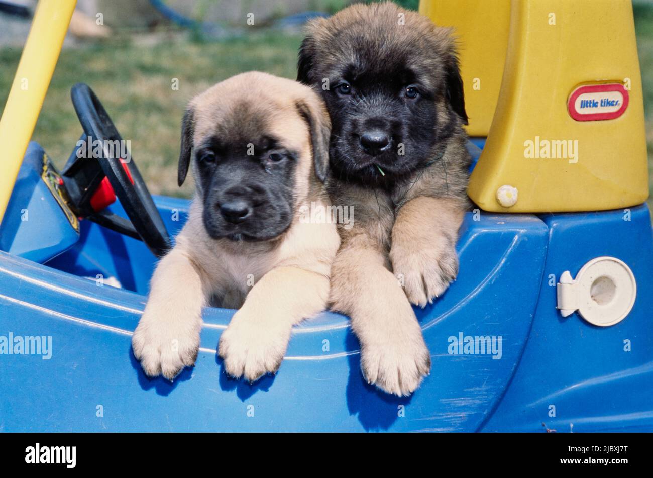 Dog in a toy car hi-res stock photography and images - Alamy
