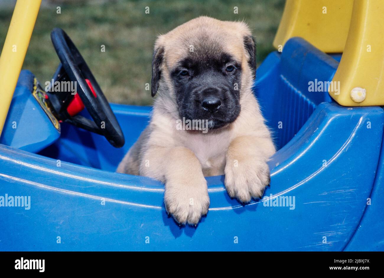 An English mastiff puppy dog in a toy car Stock Photo - Alamy