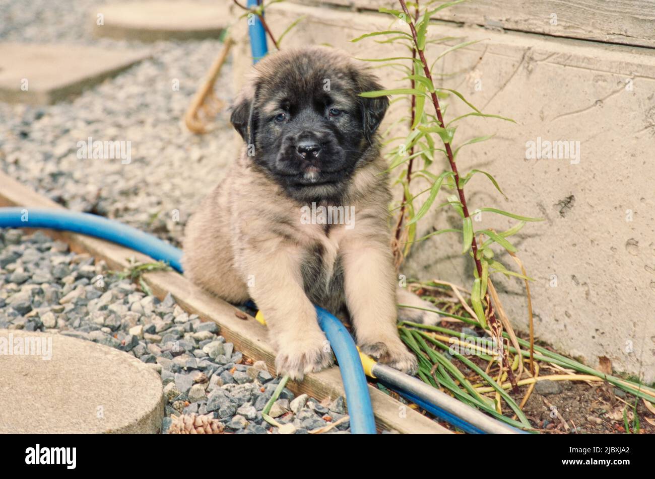 An English mastiff puppy dog sitting on the edge of gravel path Stock ...