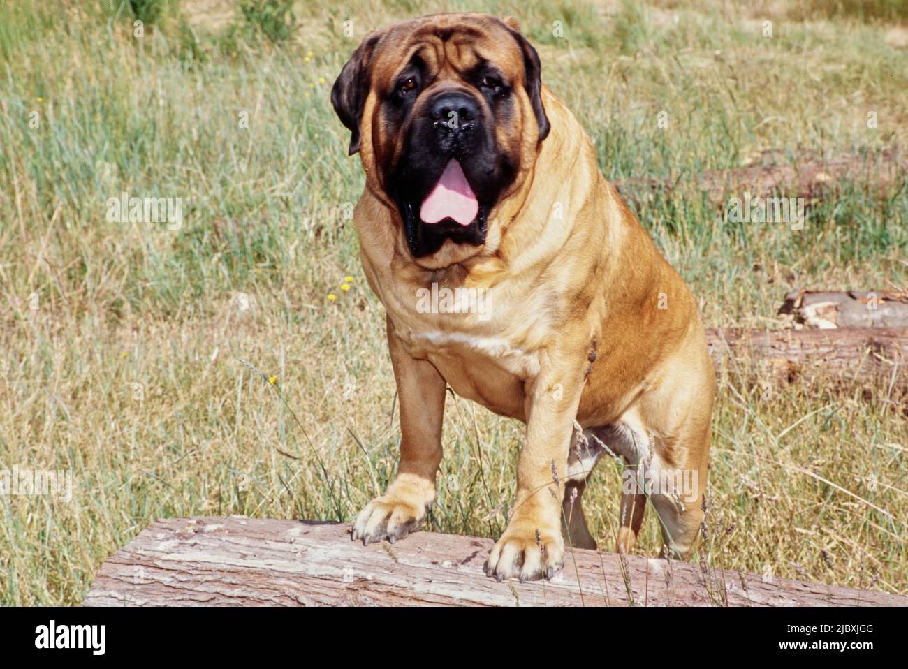 English mastiff dog hi-res stock photography and images - Alamy