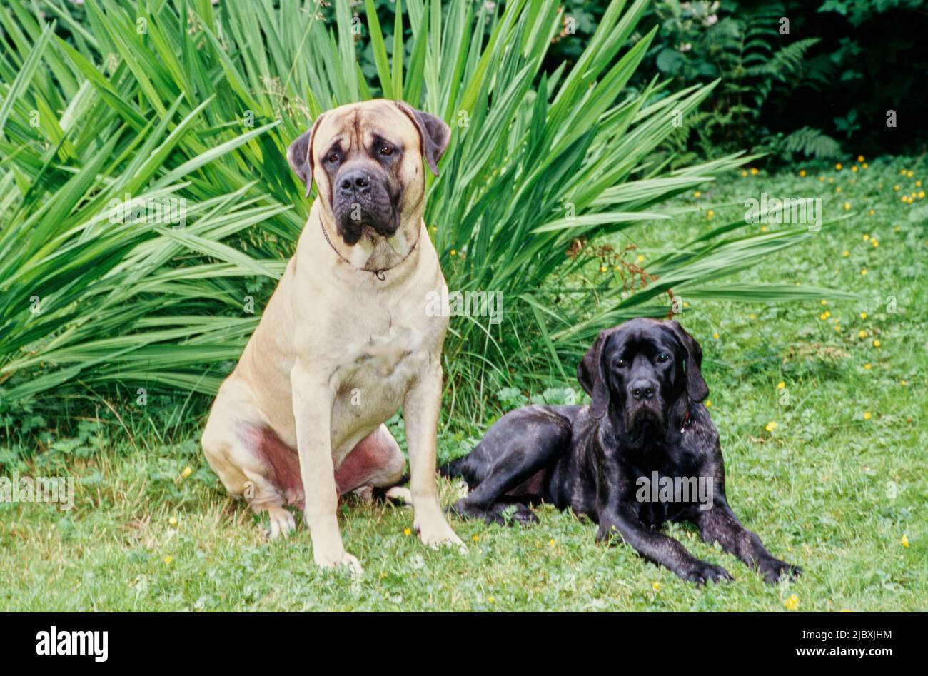 The mastiffs hi-res stock photography and images - Alamy