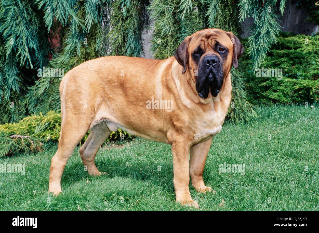 An English mastiff standing on a grass lawn Stock Photo - Alamy