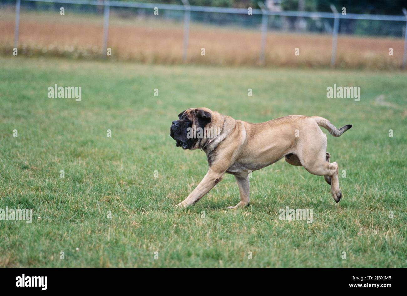 An English mastiff running on a grassy field Stock Photo - Alamy