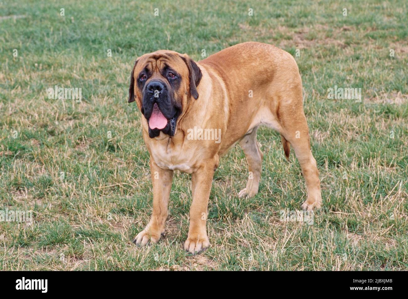 An English mastiff standing on a grassy field Stock Photo - Alamy