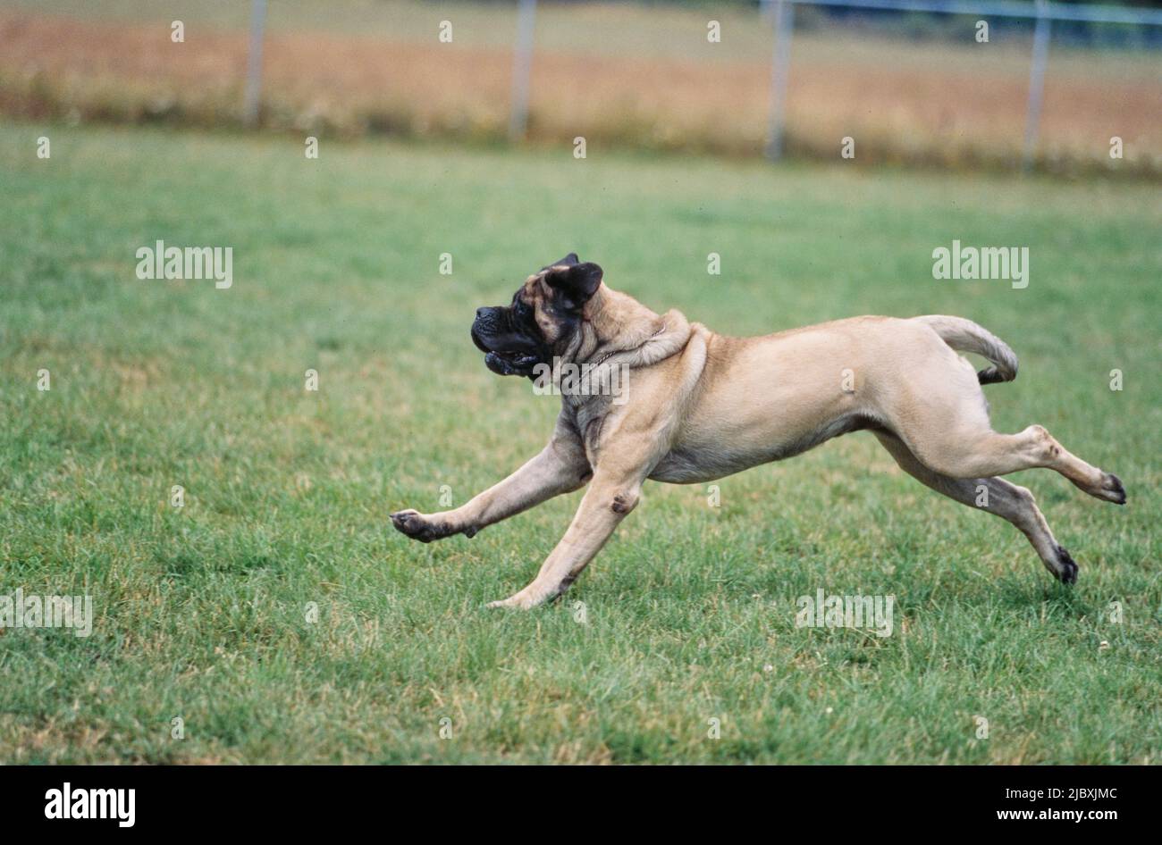 An English mastiff running on a grassy field Stock Photo - Alamy
