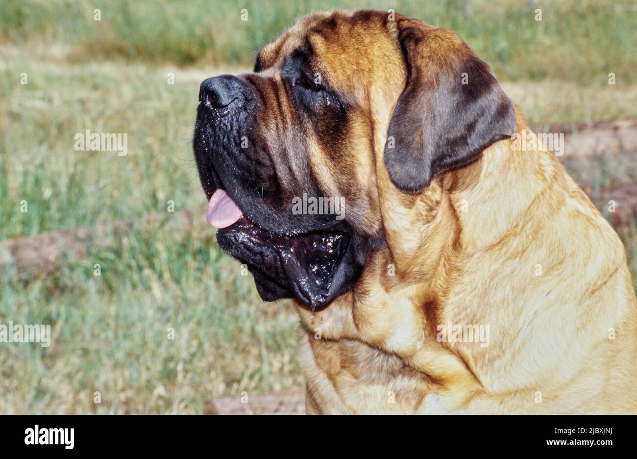 Mastiff dogs hi-res stock photography and images - Alamy