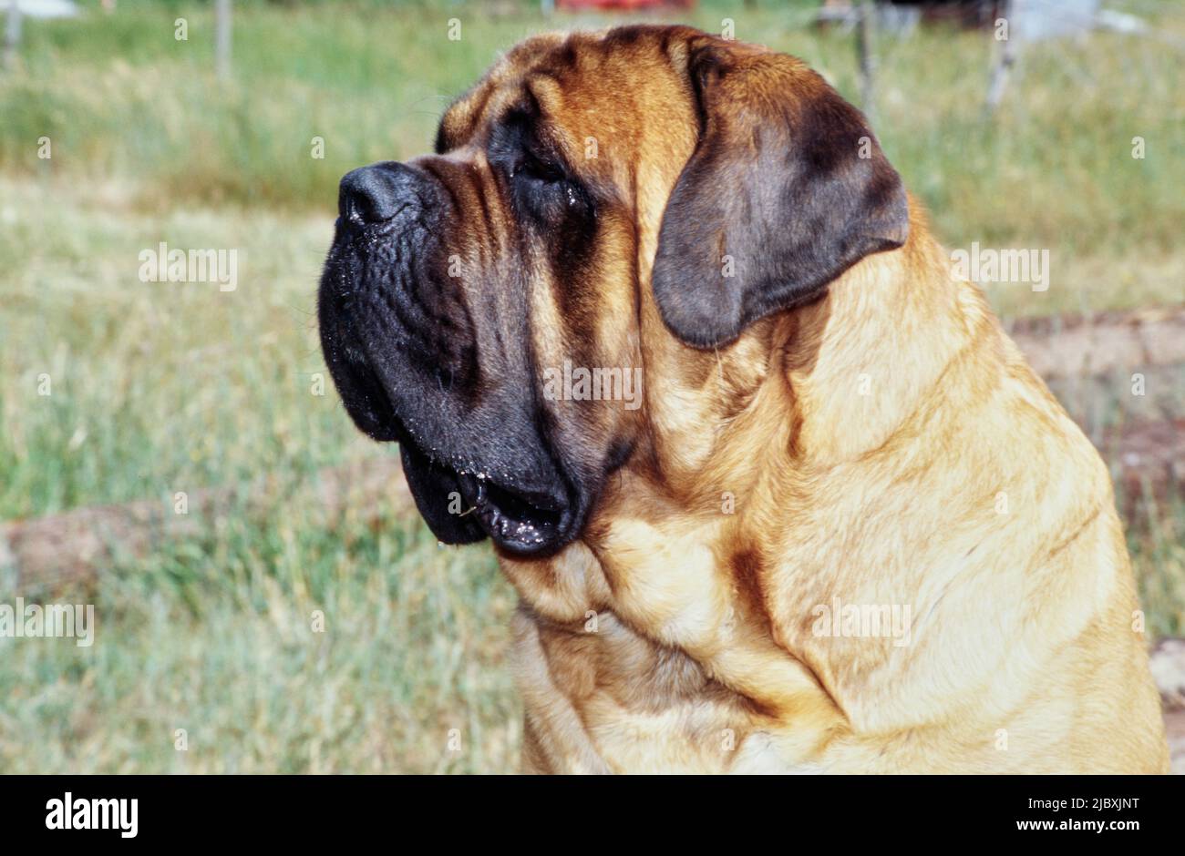 Close-up of an English mastiff dog's face in an outdoor setting Stock ...