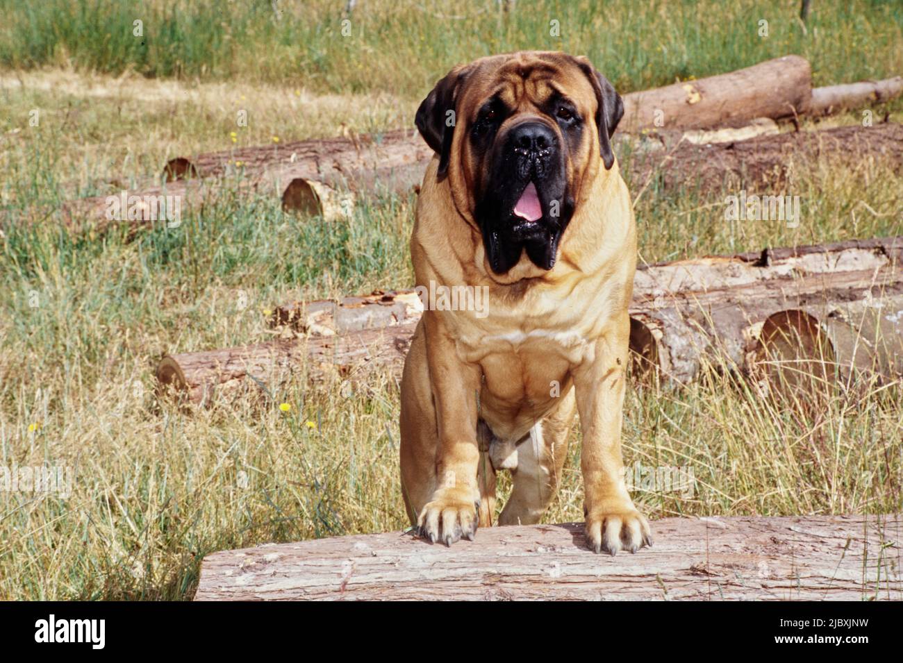 An English mastiff dog standing with its front paws on a log Stock ...