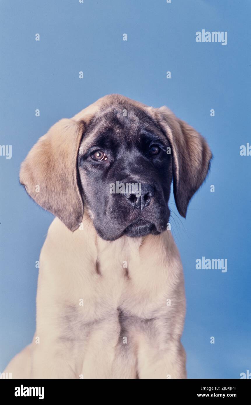 Blue English Mastiff Puppies