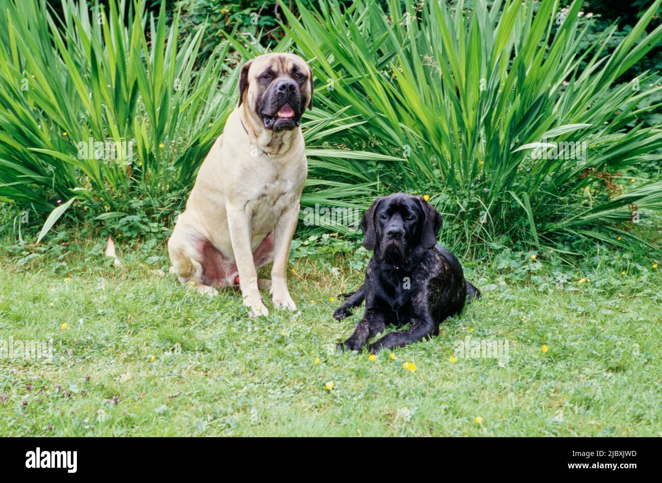 The mastiffs hi-res stock photography and images - Alamy