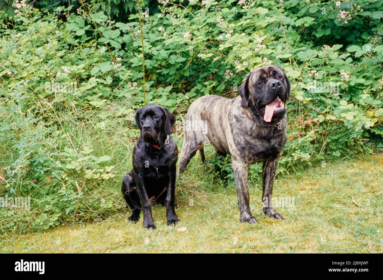Two English mastiffs sitting in grass at the edge of a yard Stock Photo ...