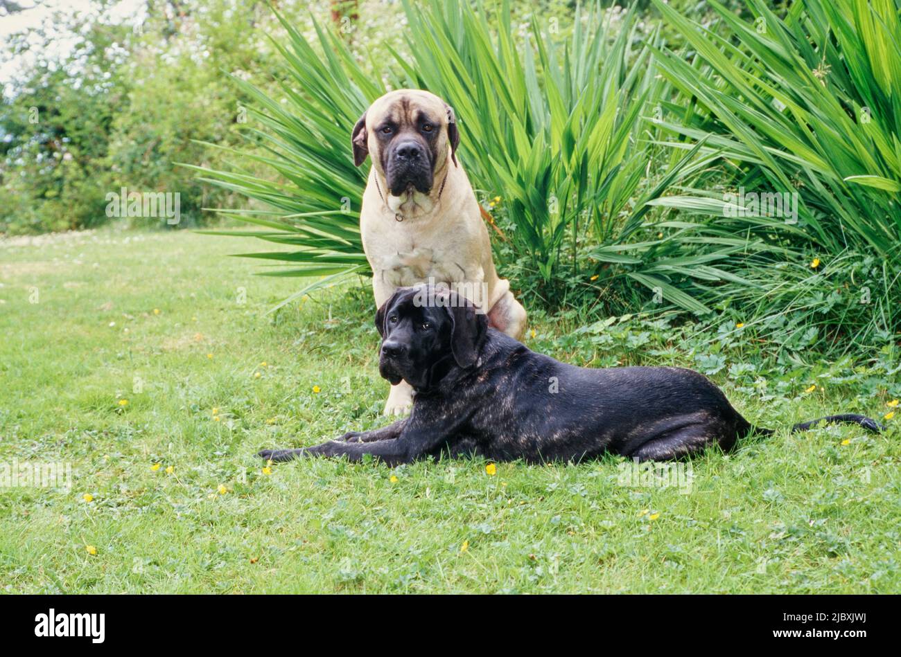 Dog english mastiff sitting in hi-res stock photography and images - Alamy