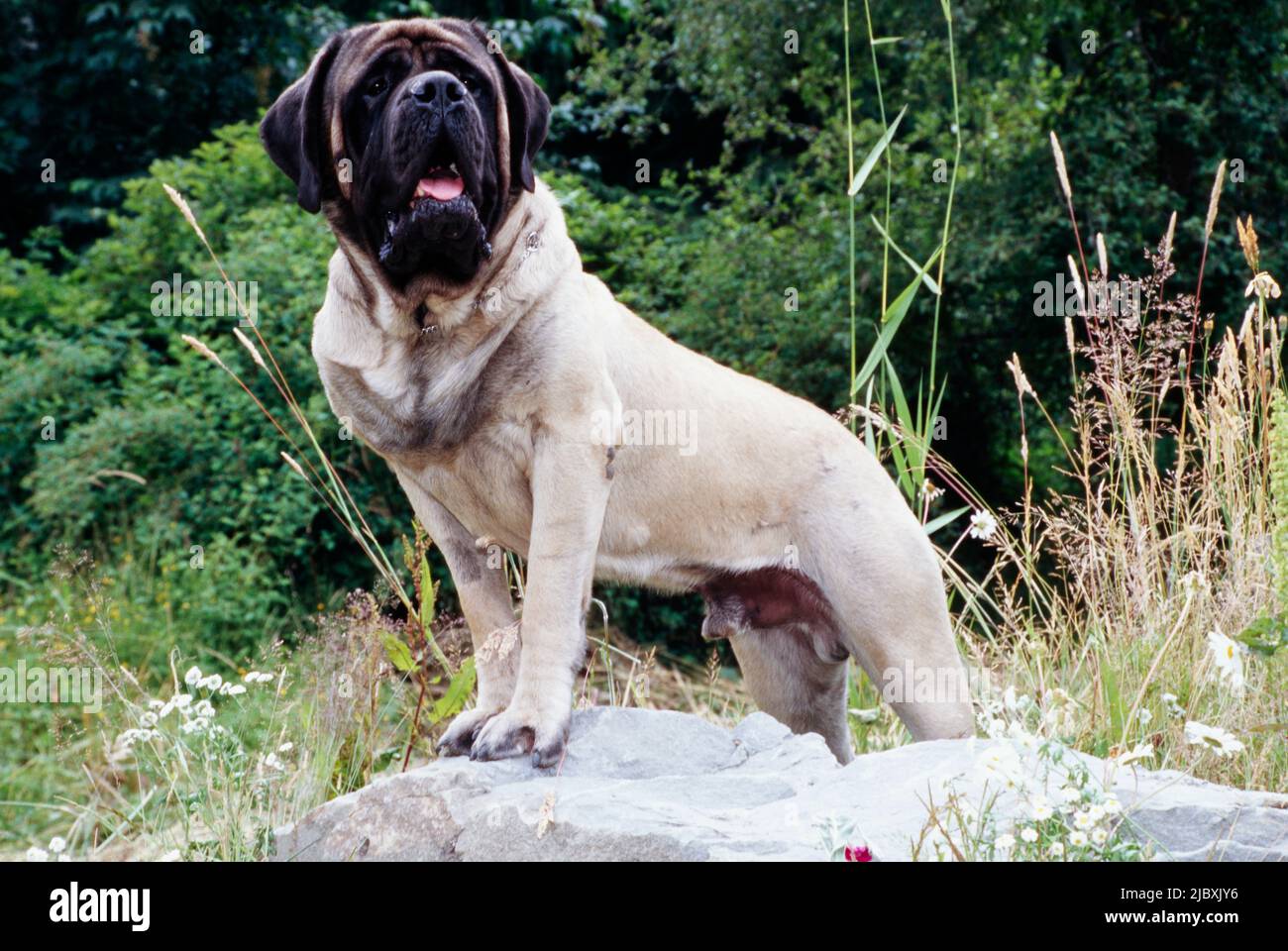 An English mastiff standing on a rock in front of greenery Stock Photo ...