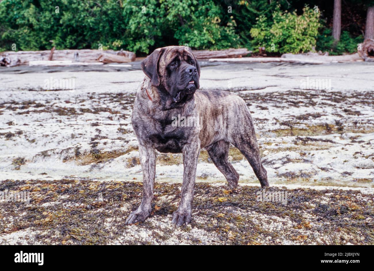 A brindle English mastiff standing on a rocky shore Stock Photo - Alamy