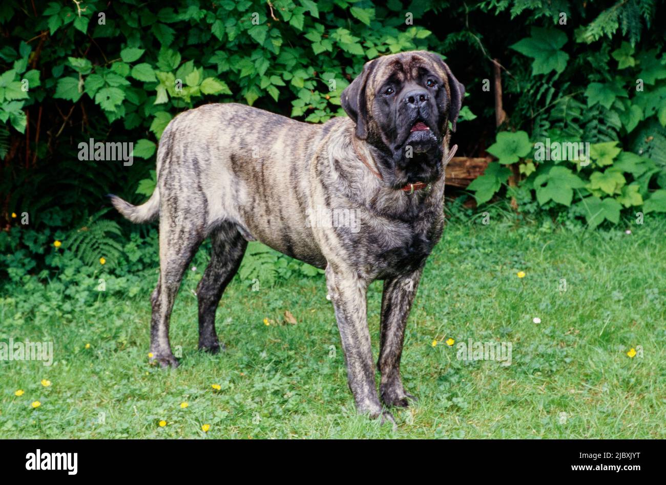 An English mastiff standing in the grass in front of greenery Stock ...