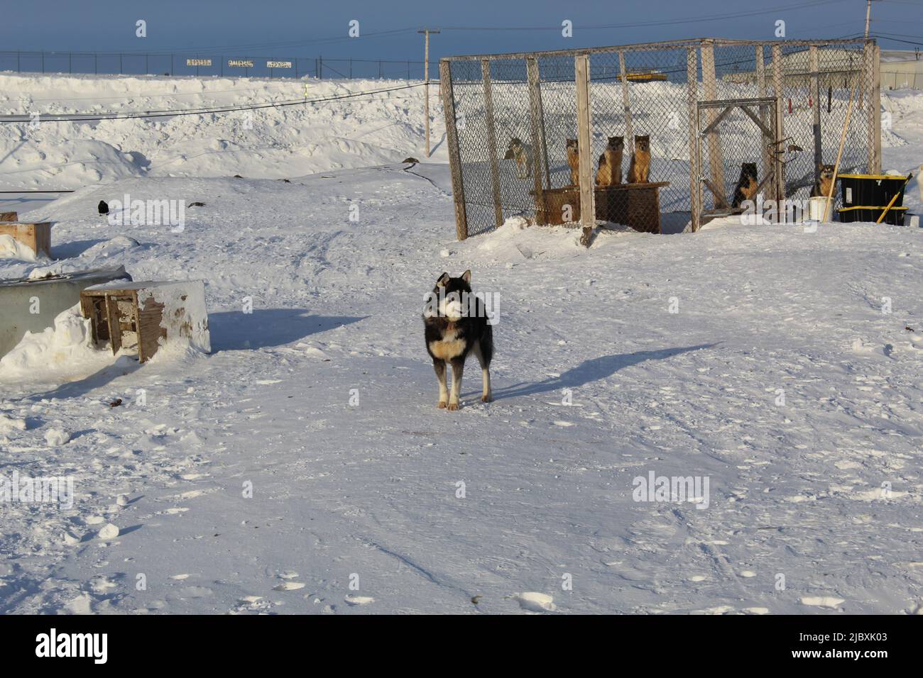 Inuit nunavut dog hi-res stock photography and images - Alamy