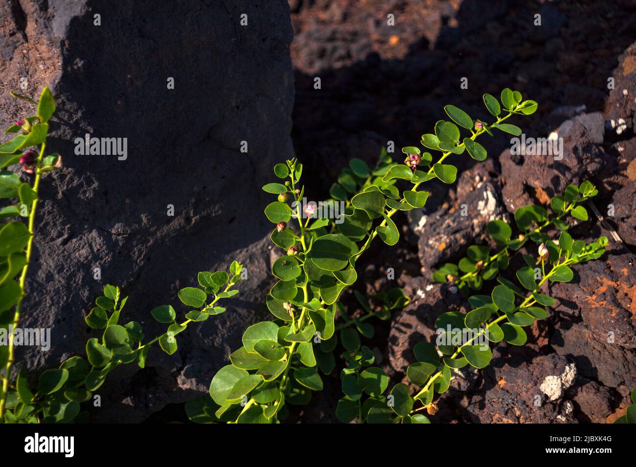 Close up of Capers plant on the lava rocks, Sicily Stock Photo - Alamy