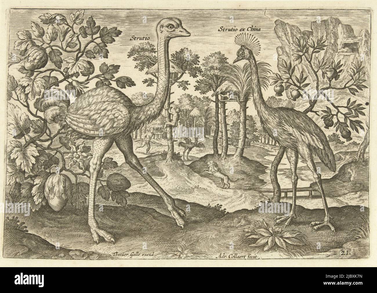 Two ratites hi-res stock photography and images - Alamy