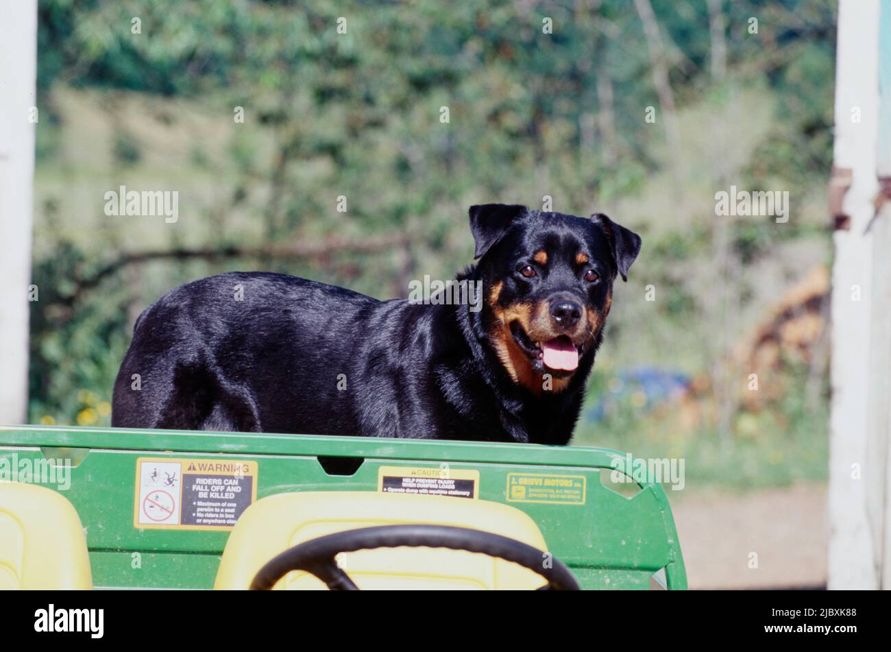 Son Rottweilers Excavadoras