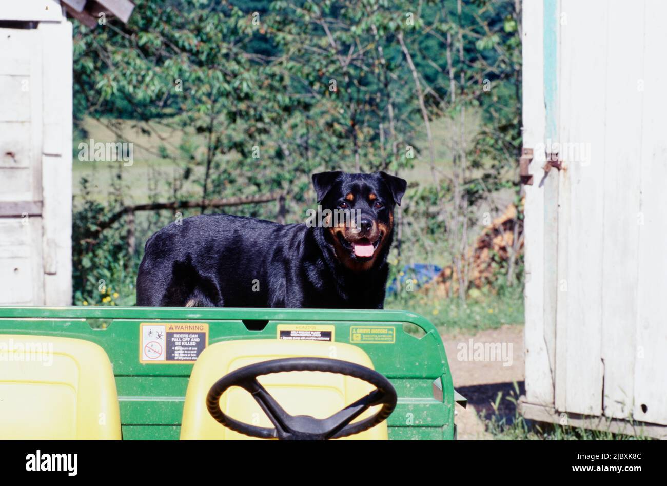 Furry yellow back hi-res stock photography and images - Alamy