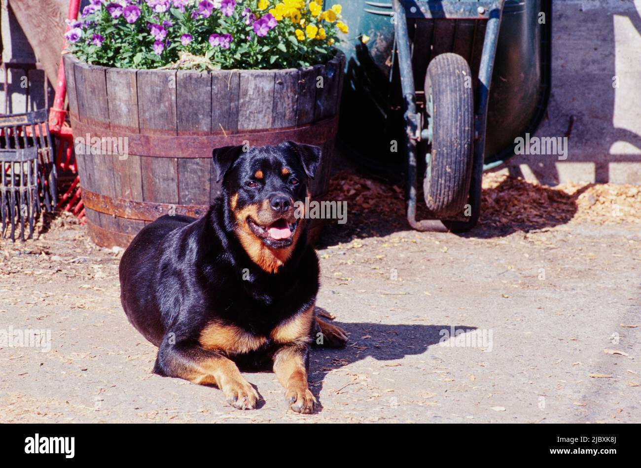 A rottweiler dog laying on the ground in front of a flower planter ...