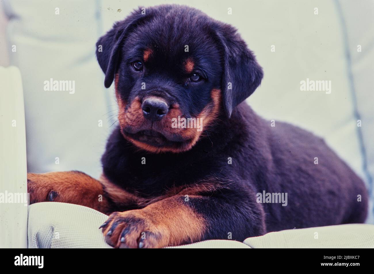 Close up rottweiler puppy hi-res stock photography and images - Alamy