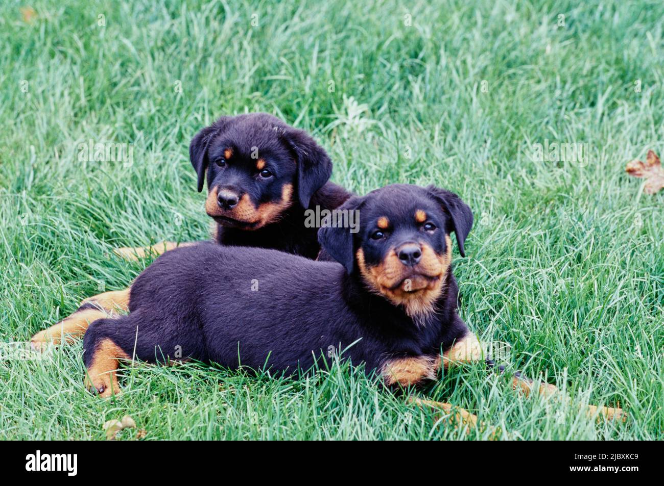 Wallpapers Rottweiler 2 Two Rottweilers